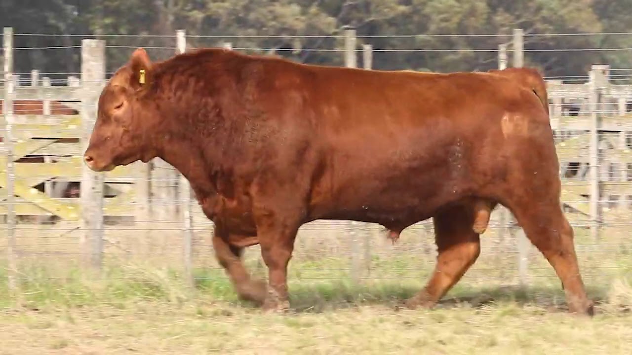 Toro AA PC N°19 - Lote #7 - RP A8046 - Remate LT 2020 - YouTube