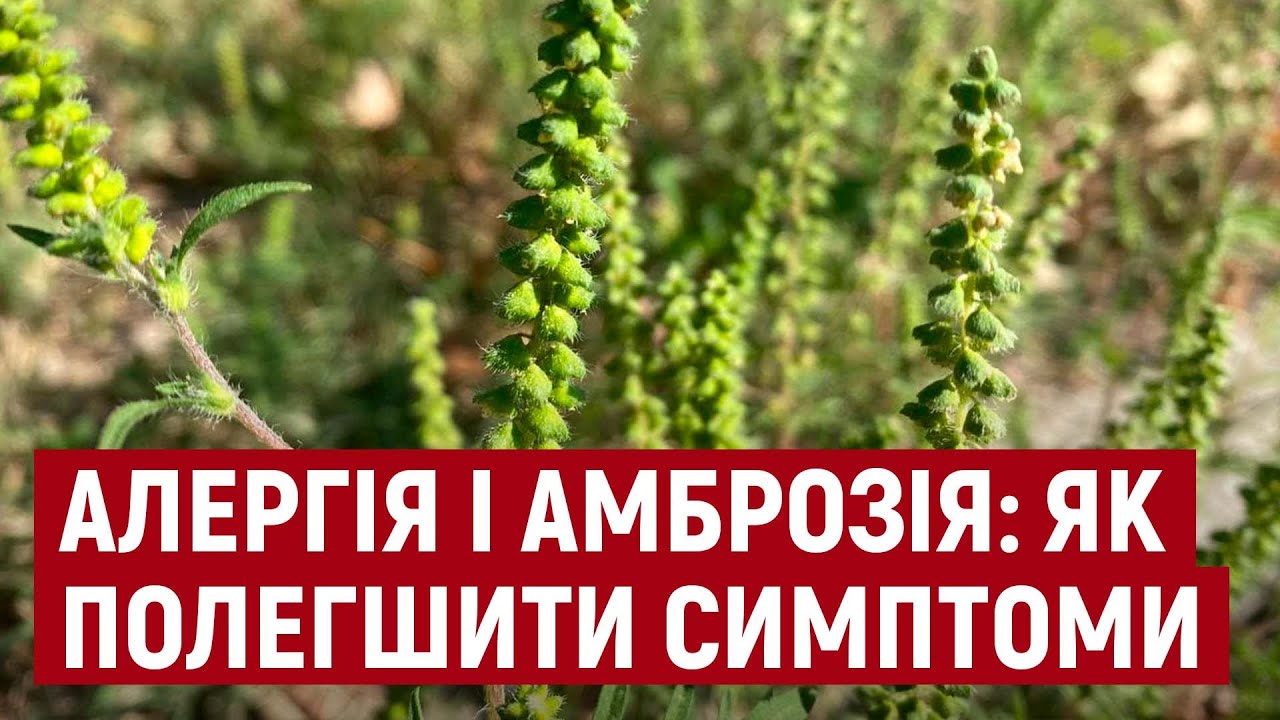 Амброзія: як проявляється алергія та як полегшити її симптоми - YouTube