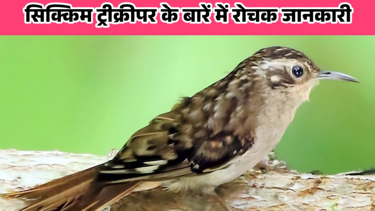 सिक्किम ट्रीक्रीपर के बारें में रोचक जानकारी # sikkim treecreeper ke bare me rochak jankari ...