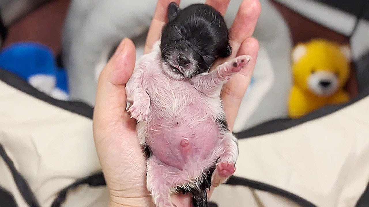 Newborn puppy wrapped in its placenta barely alive,I took cared for it ...