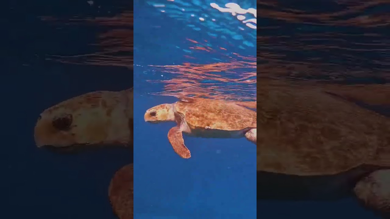 GIANT LOGGERHEAD SEA TURTLE, LADY ELLIOT ISLAND. - YouTube