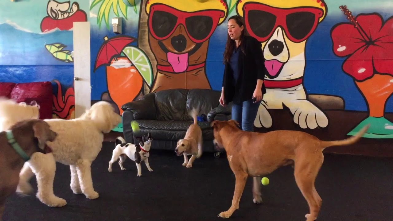 Paws 4 Play - Lonely No More - YouTube