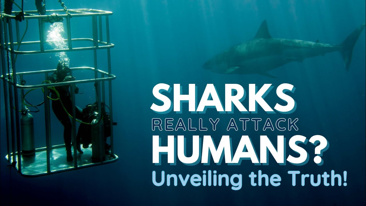 Why Great White Shark Attack Humans? Explained - YouTube
