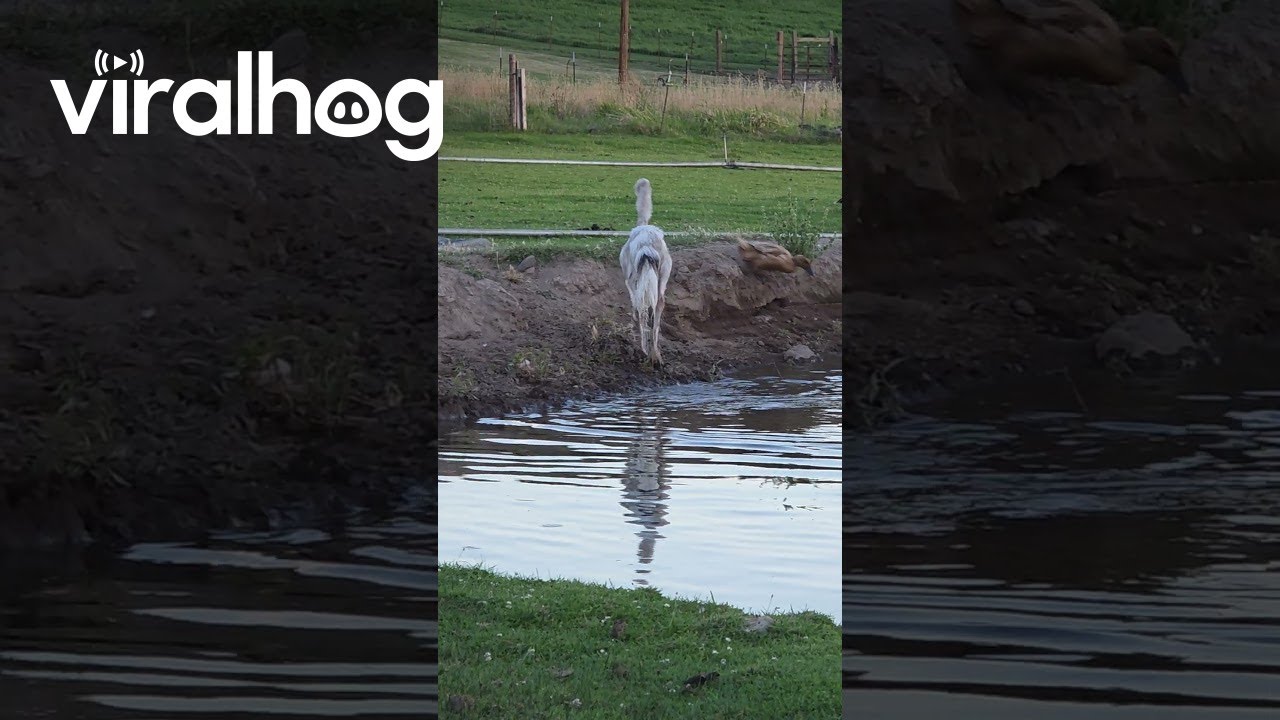 Emu Swims With Ducks || ViralHog - YouTube