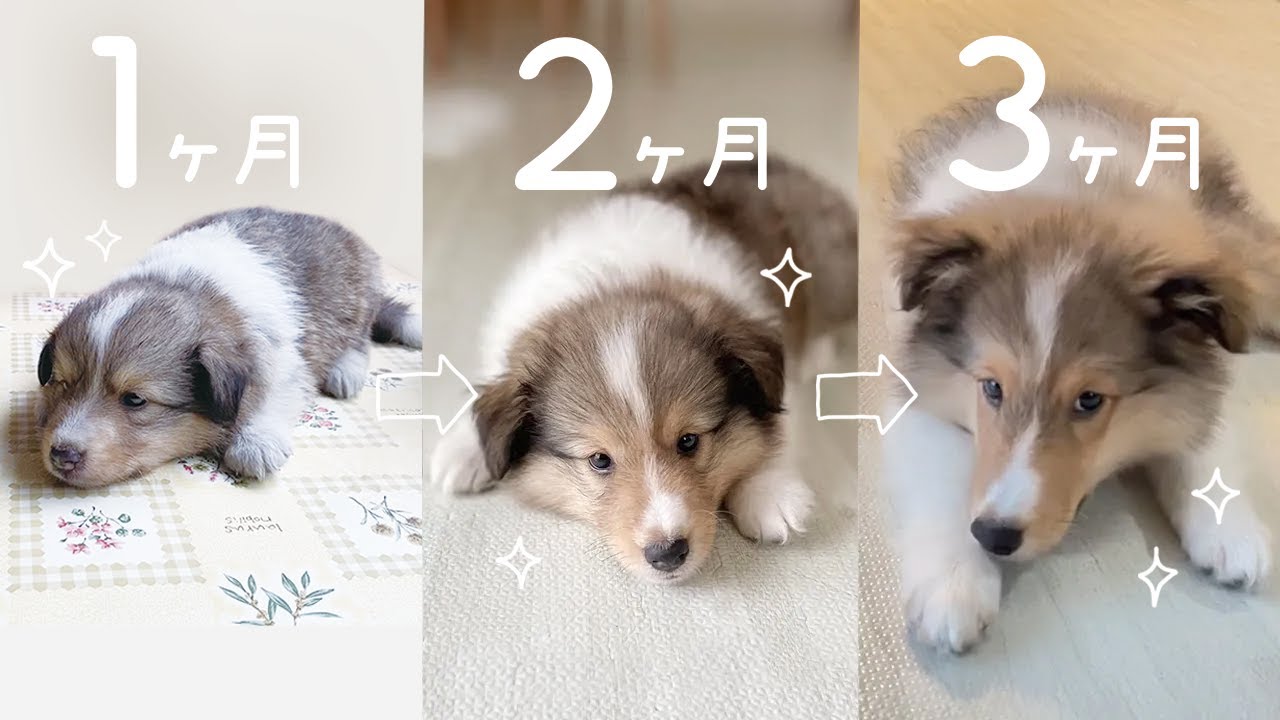 【生後1-3ヶ月】赤ちゃん成長記録😊baby sheltie growth record - YouTube