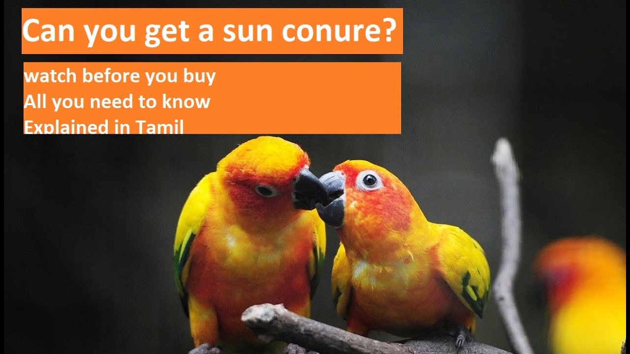 Can you get a sun conure? Watch before you get. All you need to know ...