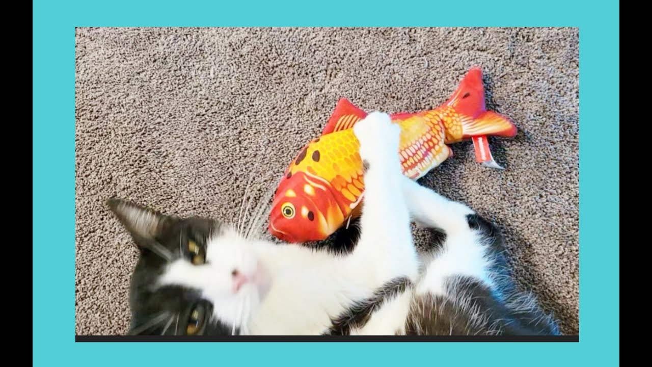Flopping fish, Your cat's new favorite toy! - YouTube
