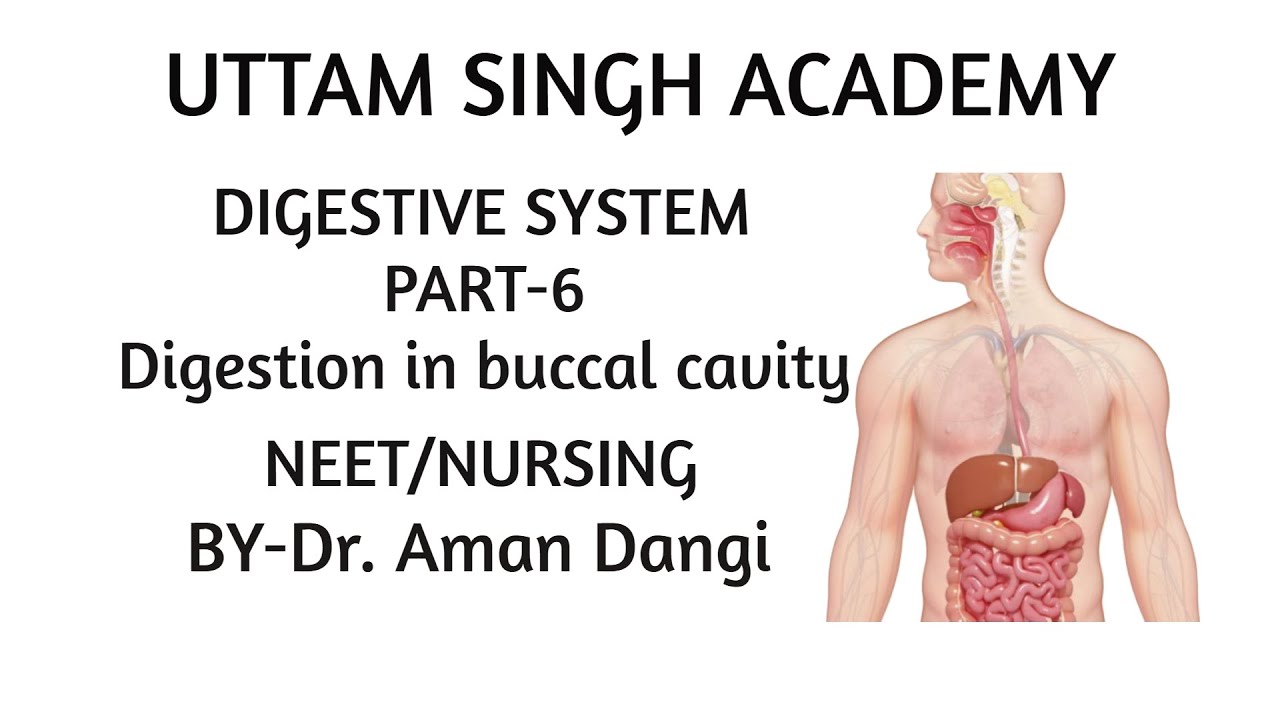 Digestive system part-6 | Digestion in buccal cavity | by-Dr. Aman ...