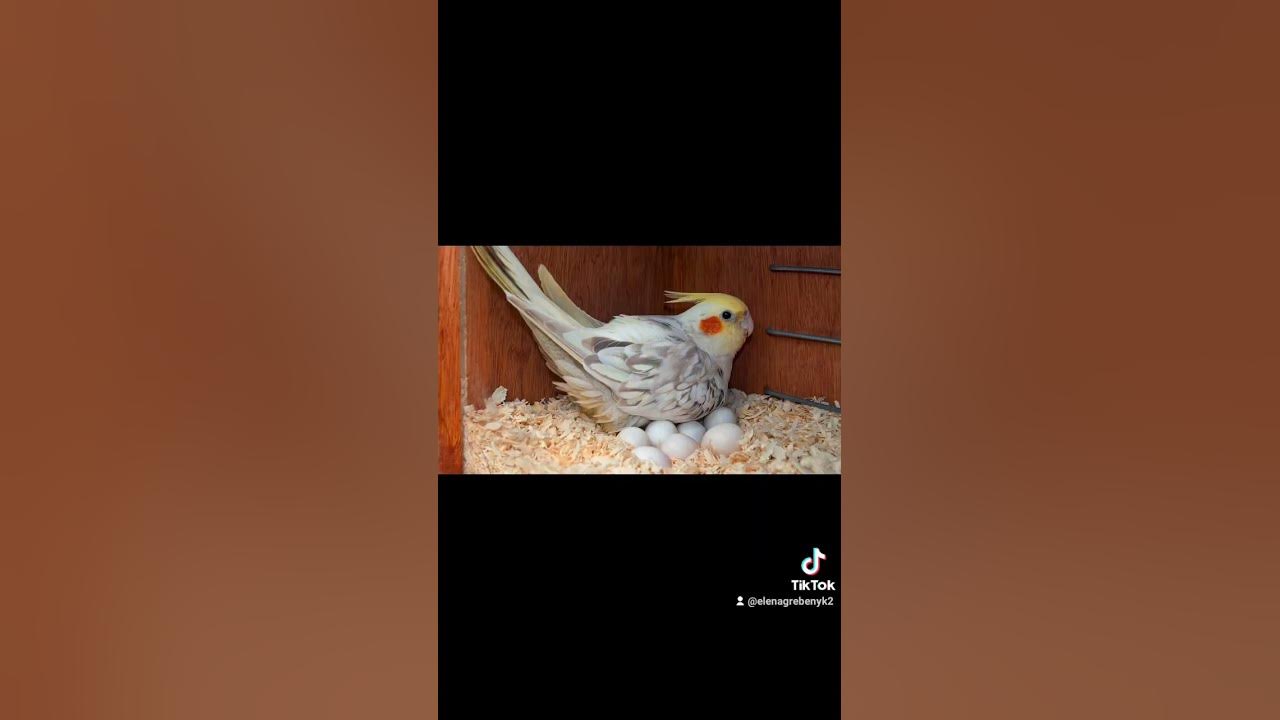 Будова яйця птахів будоваяйцяптахів будоваяйця яйце зоологія