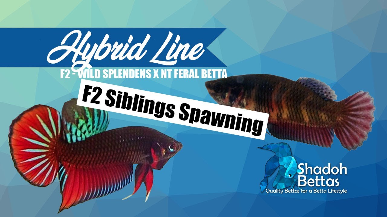 Wild Splendens x NT Feral Betta - Hybrid Line F2 - F2 Spawning - YouTube
