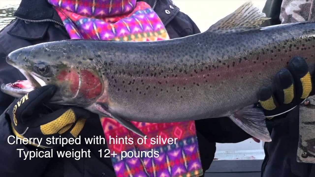 "B" Run Steelhead Clearwater River - YouTube