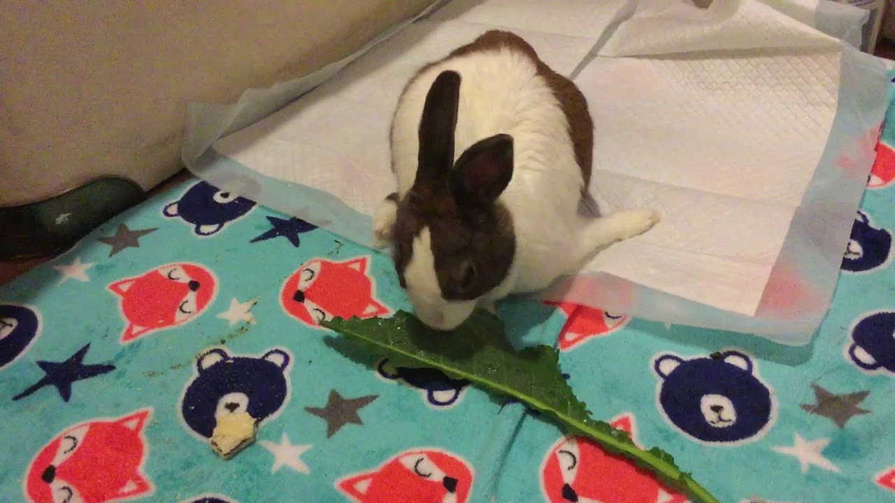 Chubby bunny eats big leef - YouTube