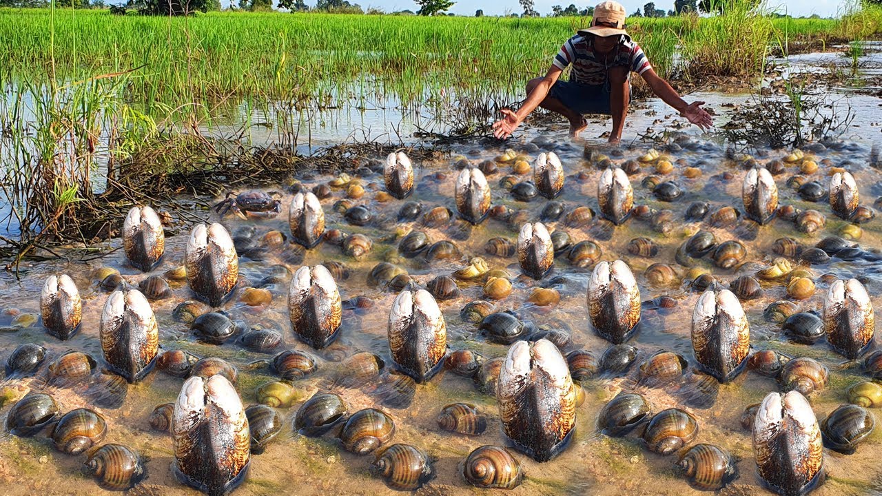 amazing fishing! a fisherman skill catch clams snail a lots Where the ...