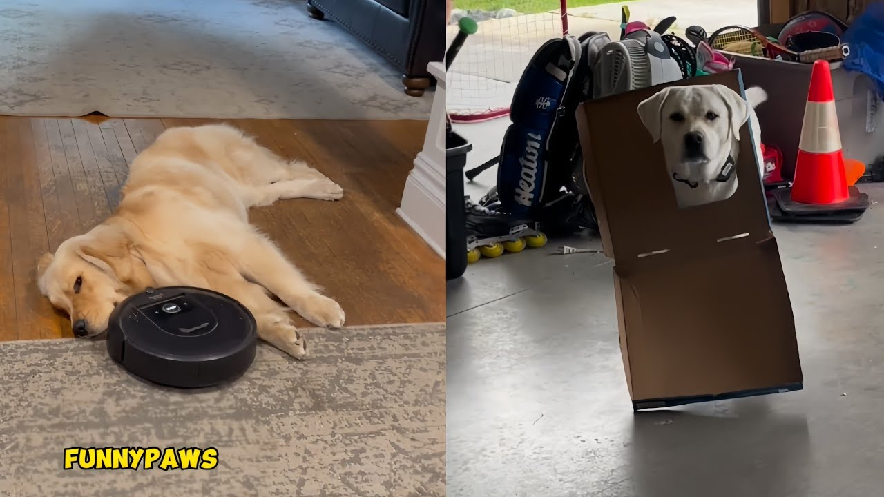 Talking Pets😅Try Not To Laugh😋Funny Cat & Dog Compilation V2 - YouTube