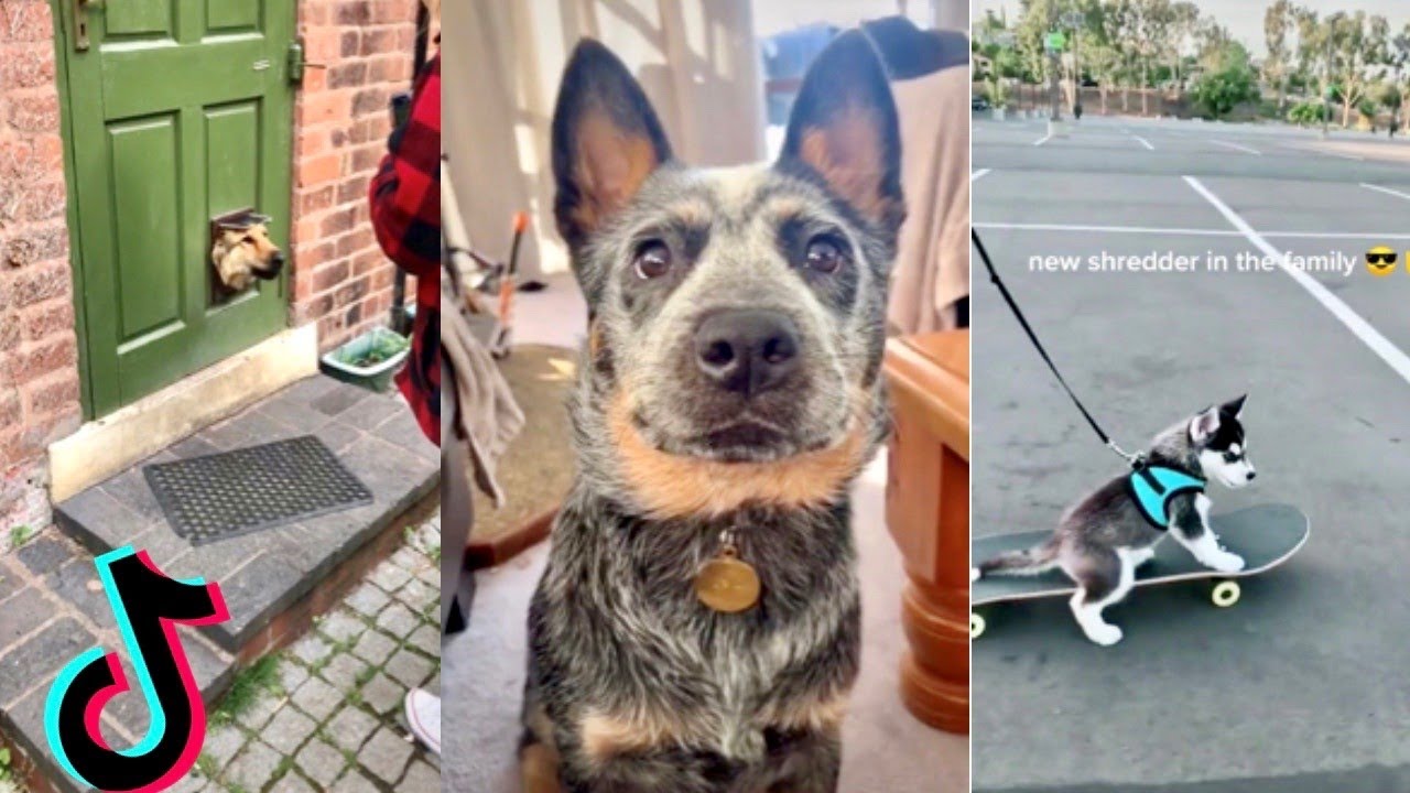 Funny & Cute Dogs of TIK TOK _ Try Not to Laugh | Best Dogs Video ...