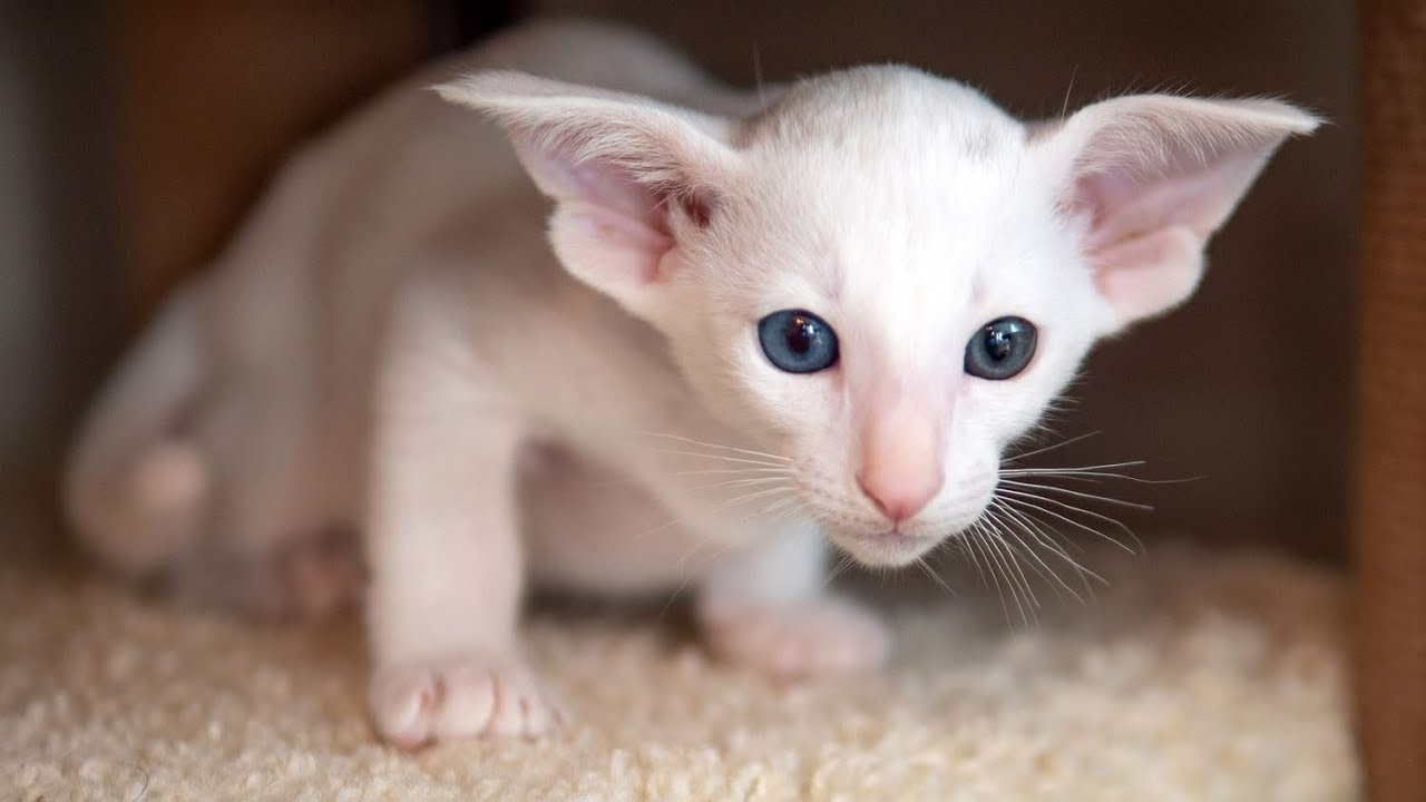 1738 (human warrior cats OCs) - YouTube