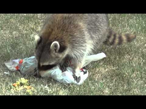 THE MONSTER RACCOON - YouTube