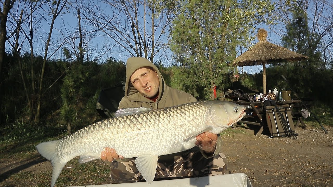 Pecanje amura Kasapska Ada - YouTube