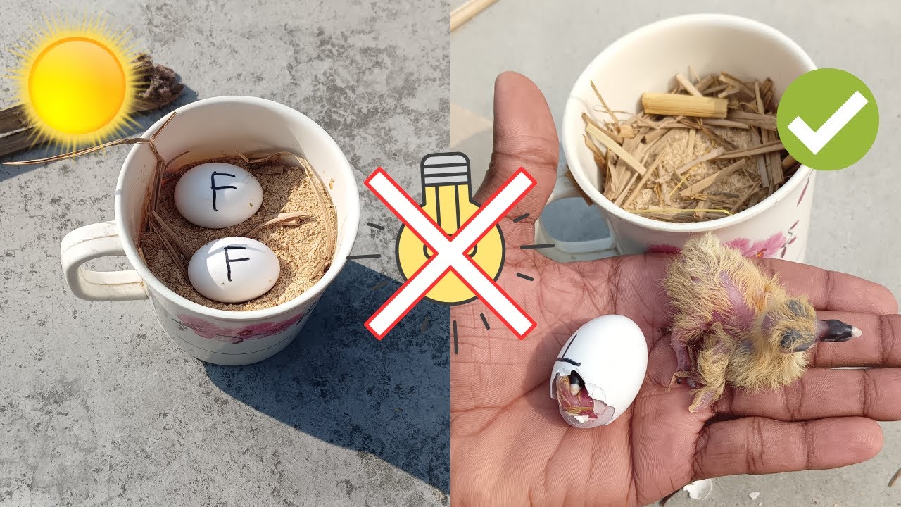 how to make incubator pigeon egg hatching - YouTube