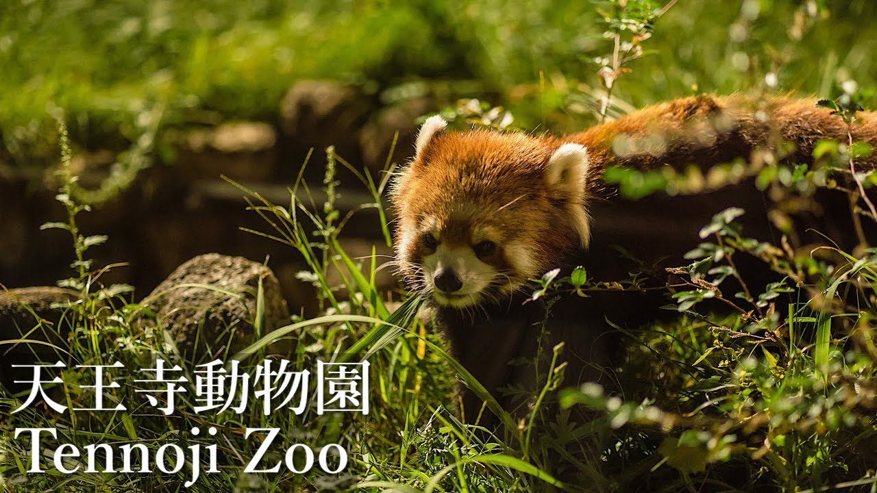 天王寺動物園ナイトZoo 2022 Osaka Night Walk - Tennoji Zoo at night 4K HDR Japan ...
