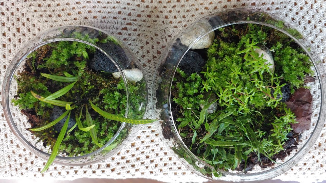소박한 고사리,이끼 테라리움 만들기/Making rustic terrarium - YouTube