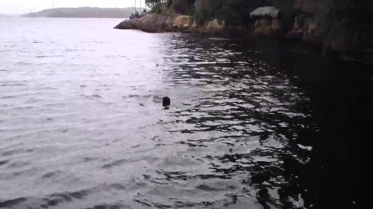 Cole jumping off Jump Rock in Manly - YouTube
