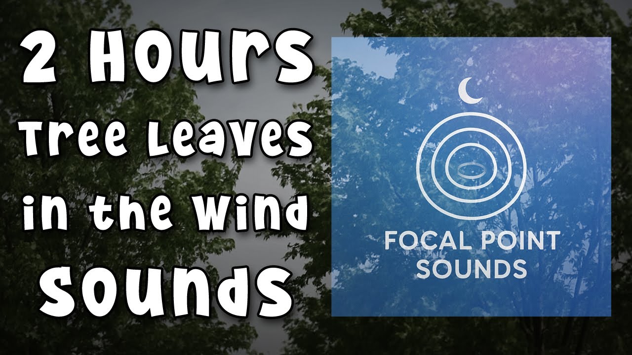 Wind in the Leaves ASMR — Suburban Tree Sounds for Background Noise ...