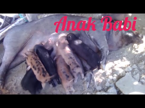 Anak Babi Menyusui