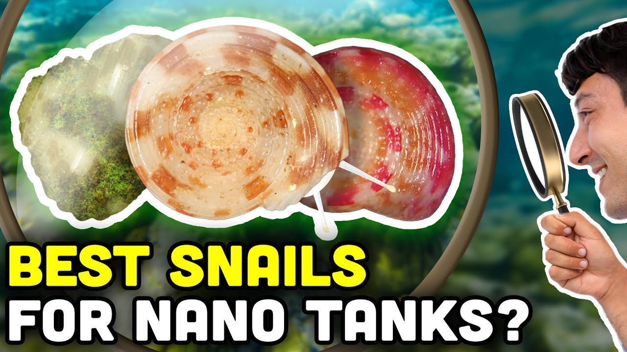 Collonista Snails! The TINY Heroes of Our Reef Tanks! - YouTube