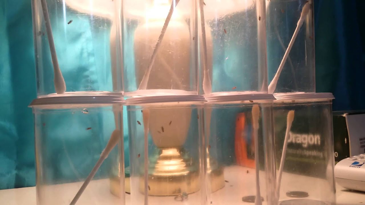 Trying to raise fruit fly colonies - YouTube