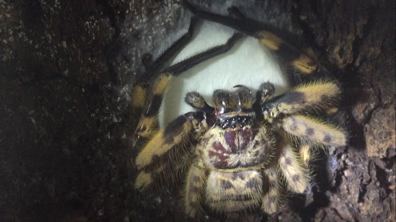 setting up Barylestis scutatus spiderling (Cameroon Crab Spider ...