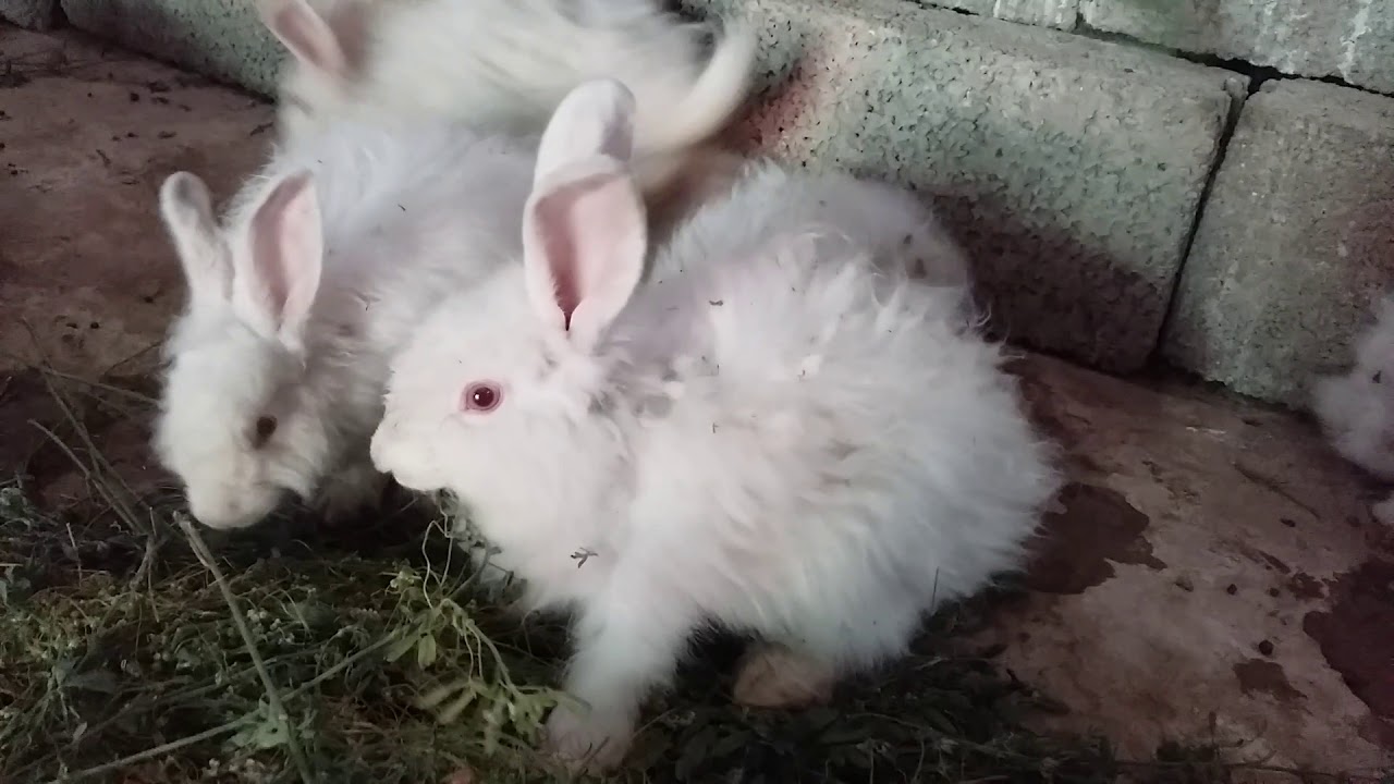 Giant Angora Rabbits for sale - YouTube