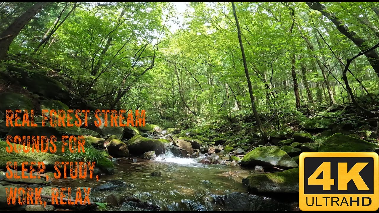 Relaxing Forest Stream with Sound - Sleep, Study, Work, Relax ...