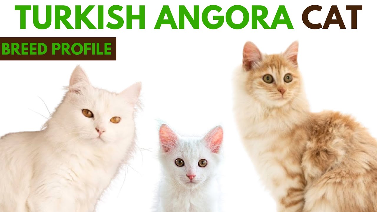 Turkish Angora Cat Breed Profile History - Traits - Price - Turkish ...