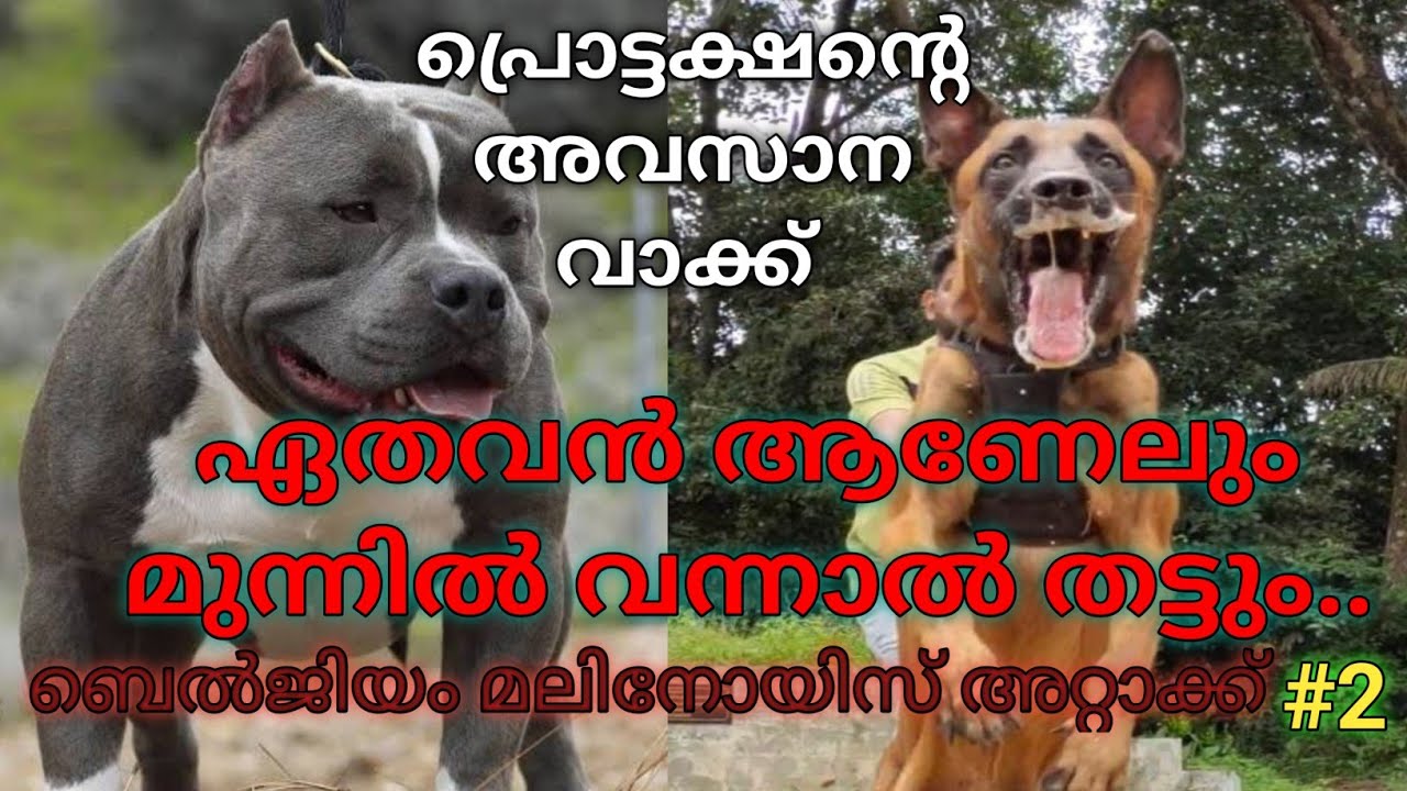 'കടി'കാരൻ ബോൾട്ട്.. ഇത് കര വേറെയാ മക്കളെ.. belgian malinois & american ...