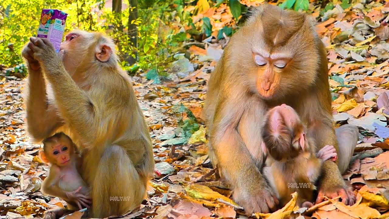 We help feed milk to monkey Lila 🍼🐒Mom Lila hides to lip-smack beneath ...