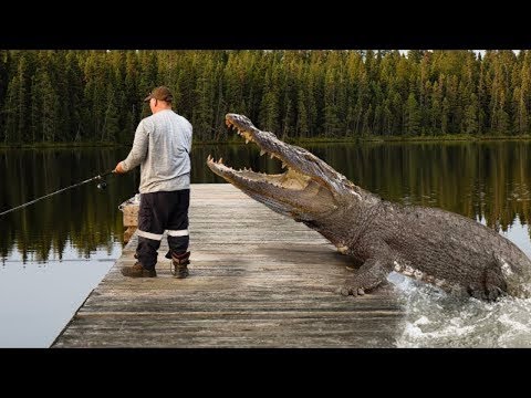 Nobody expected this! Incidents with animals that got caught on camera ...