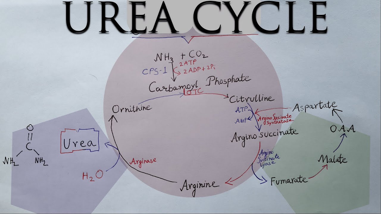 UREA CYCLE - Protein Metabolism Part 2 - YouTube