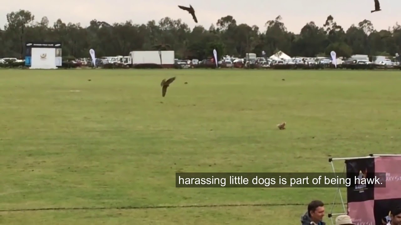 The most vicious hawk attack the dog and the scene is shocking - YouTube