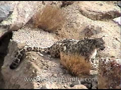 See how LONG a Snow Leopard's tail is! - YouTube