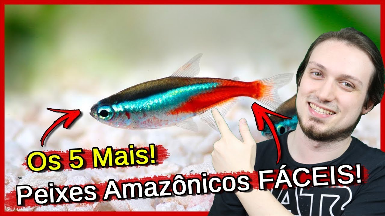 Os 5 Peixe Amazônicos mais FÁCEIS para AQUÁRIO! - YouTube