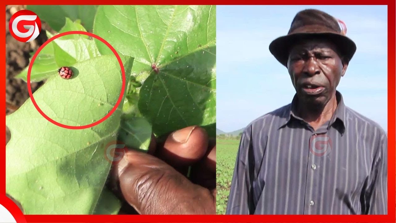 MAAJABU MDUDU ANAYELINDA PAMBA ISIHARIBIWE na WADUDU HATARI - MZEE ...