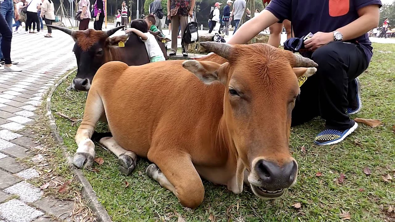 Po Lin Monastery cow - YouTube