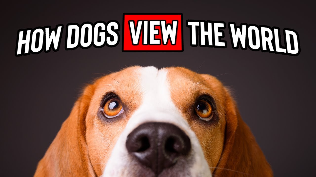 How Dogs View the World: A Deep Dive into Their Vision - YouTube
