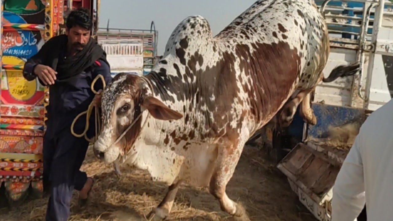Bulls | Bulls loading | Bulls Loading and unloading | heavy weight ...