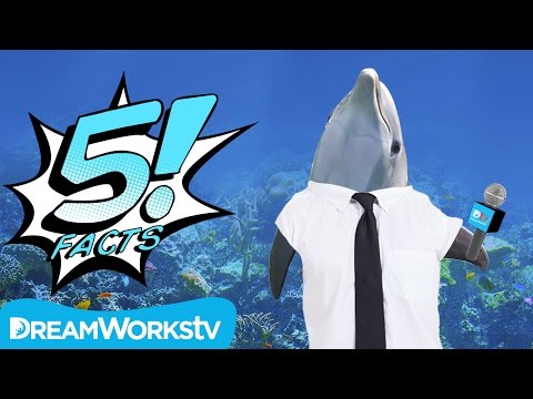 5 Unbelievable Dolphin Facts That Will Make You Flip! | 5 FACTS
