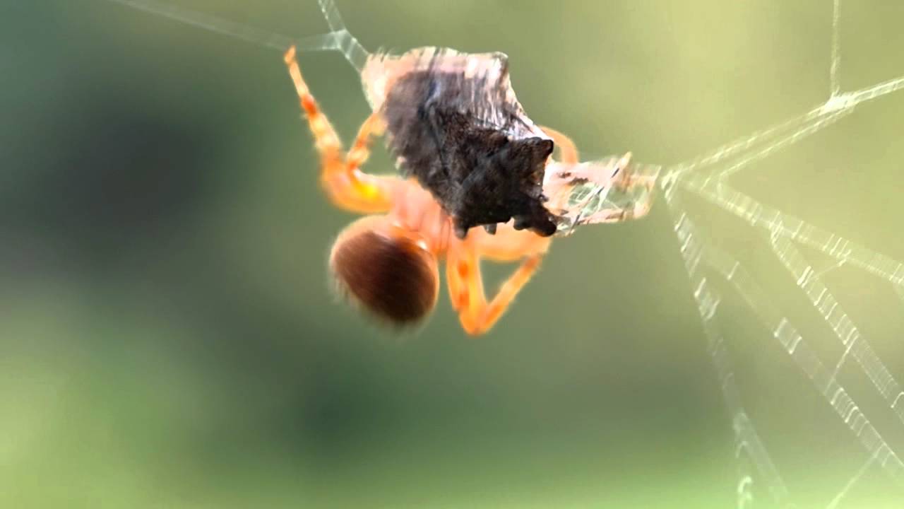 Stink Bug vs. Spider - YouTube