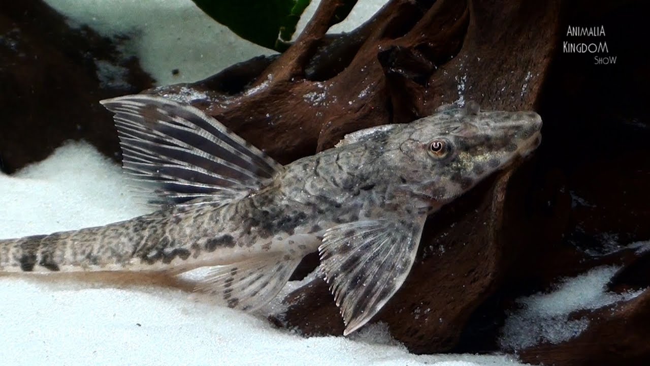 Whiptail Catfish (Rineloricaria parva) - Animalia Kingdom Show - YouTube