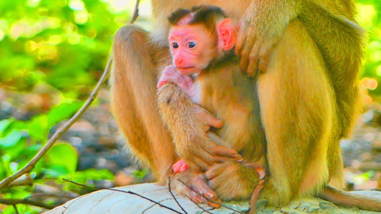 Newborn baby monkey of mom ALISSA is cute 360 degrees. - YouTube