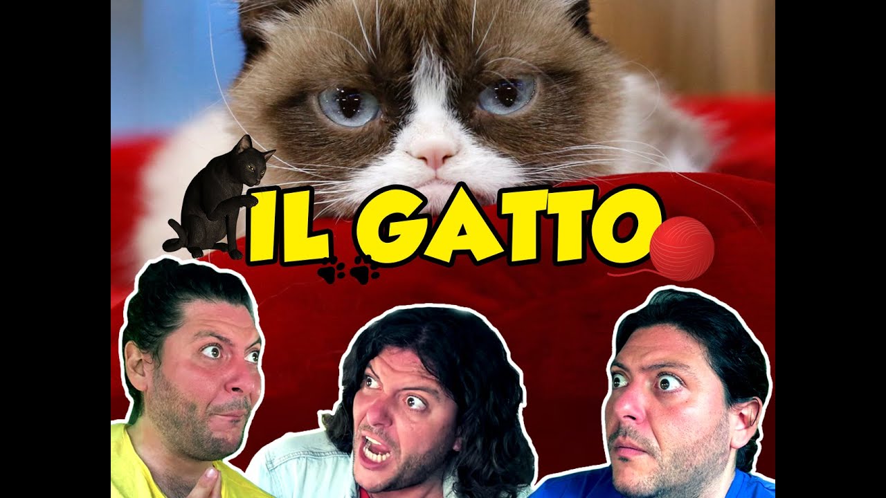 IL GATTO - YouTube
